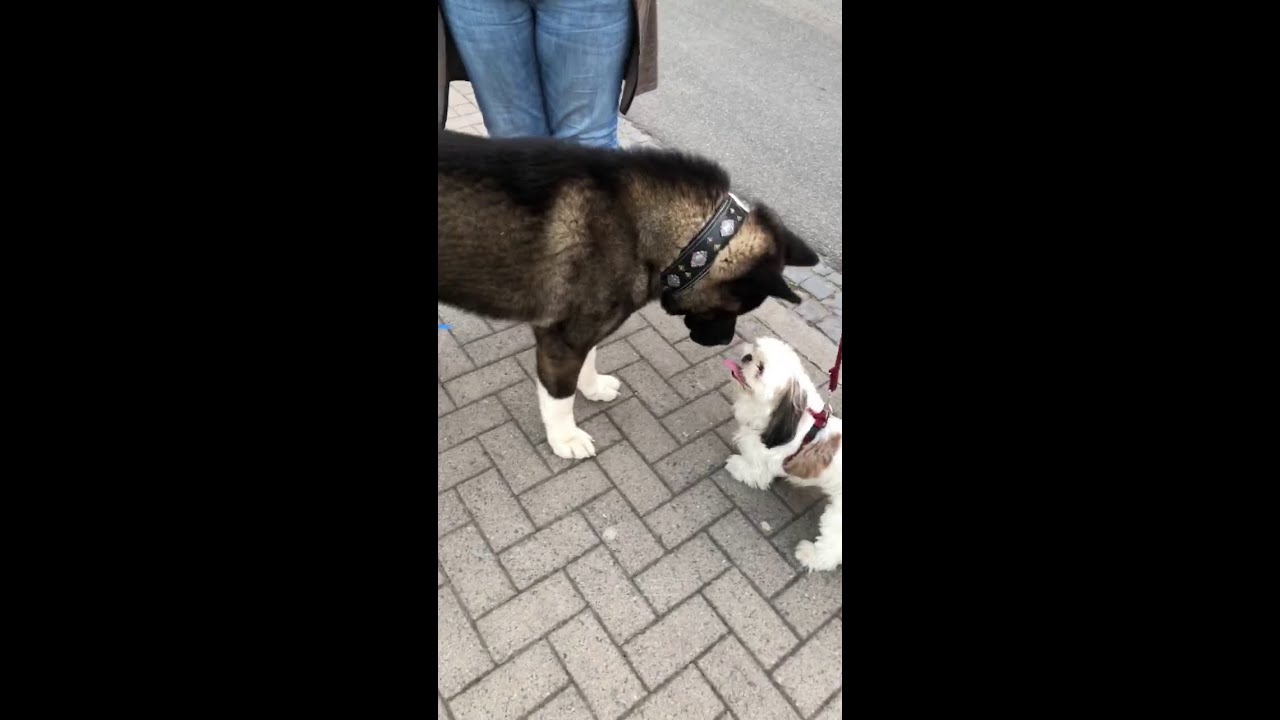 American Akita Intimidating Body Language & Greeting and How Much They ...