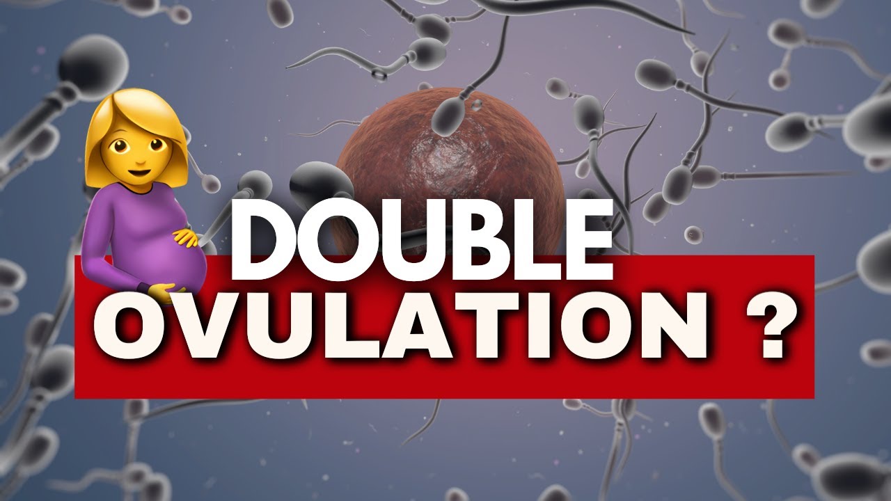 Double ovulation possible ? Est-ce que je peux ovuler deux fois dans le ...