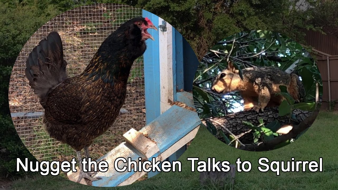 Nugget the Chicken Talks to Squirrel - YouTube