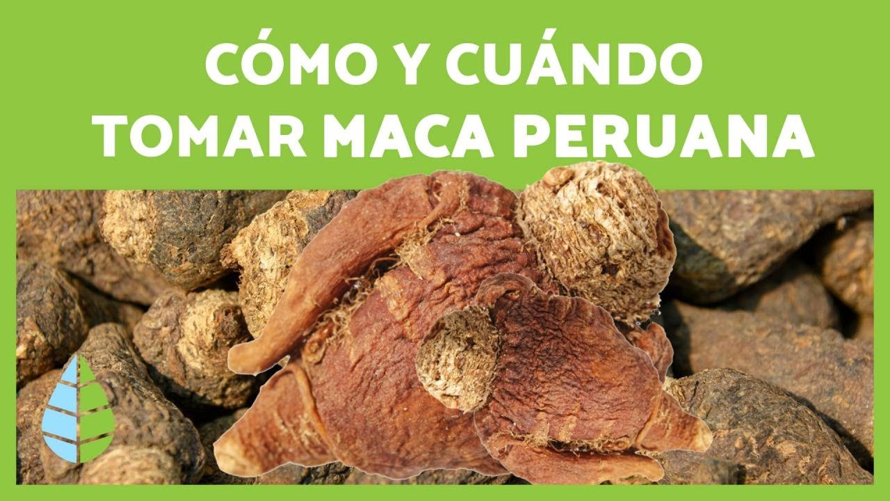 MACA PERUANA: Beneficios, Cómo tomarla + RECETA🌱💚 - YouTube