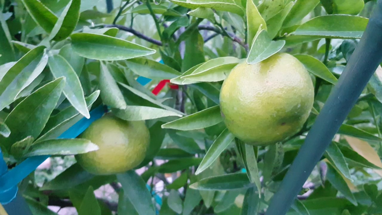 Clemenules Clementine Tree - Spain variety rare in California - YouTube