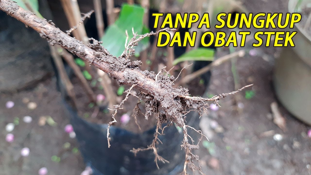 Cara STEK JAMBU BIJI Agar Keluar Akar Tanpa Obat Stek dan Sungkup - YouTube