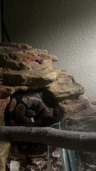 3 Foot Ball Python Eats Large Frozen Rat Timelapse!!! - YouTube