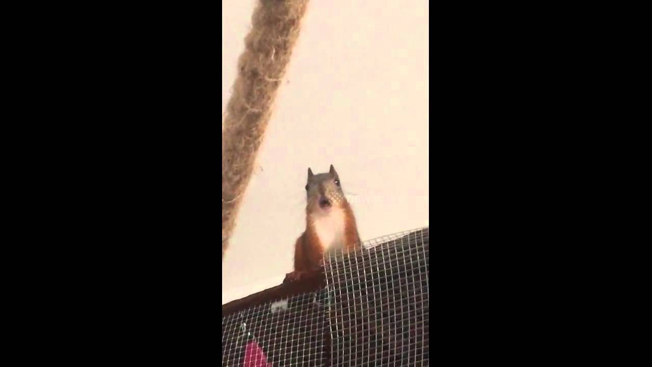 Weird Singing squirrel - YouTube