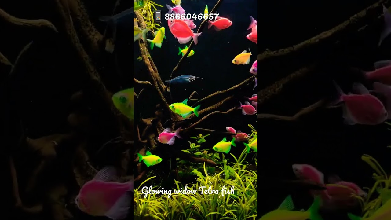 Care Guide for Glofish - Fluorescent Fish for Biggenars.| Planted ...