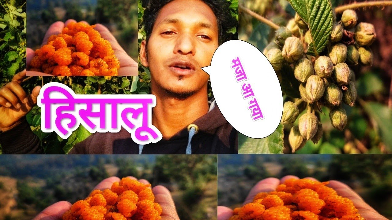 Delicious juicy Berries!!Natural fruit Hisalu!!pahadi fruit!!Berries# ...