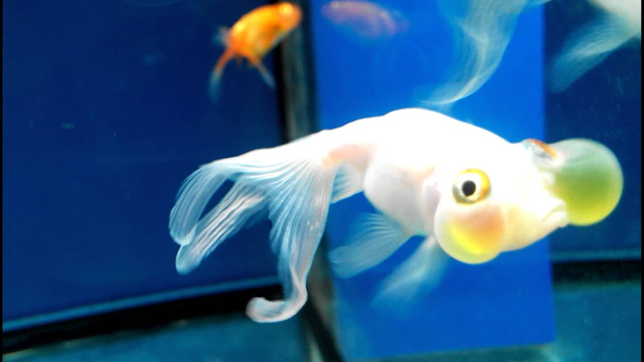 Sea monster throw up!! - YouTube