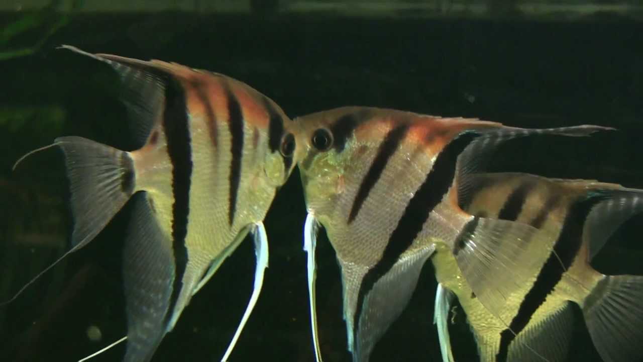 Żaglowiec skalar - Pterophyllum scalare - Full HD - YouTube