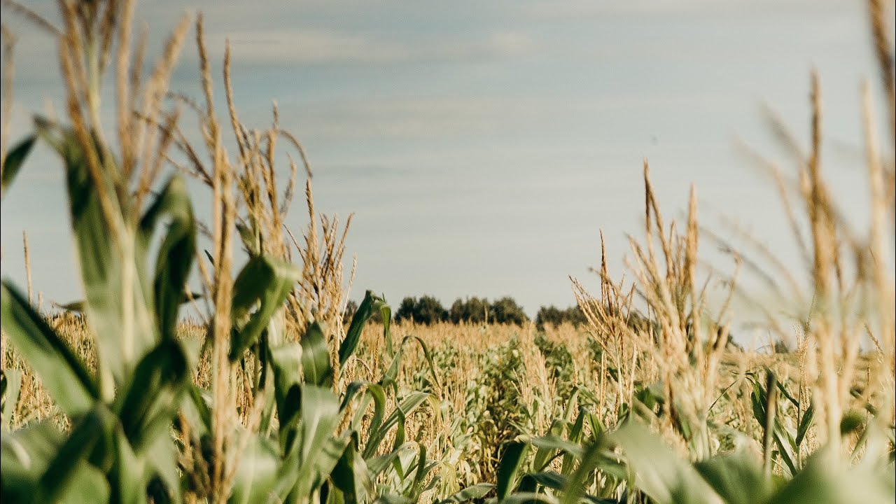 FPT3263 PLANT BREEDING (HAND POLLINATION OF CORN) - YouTube