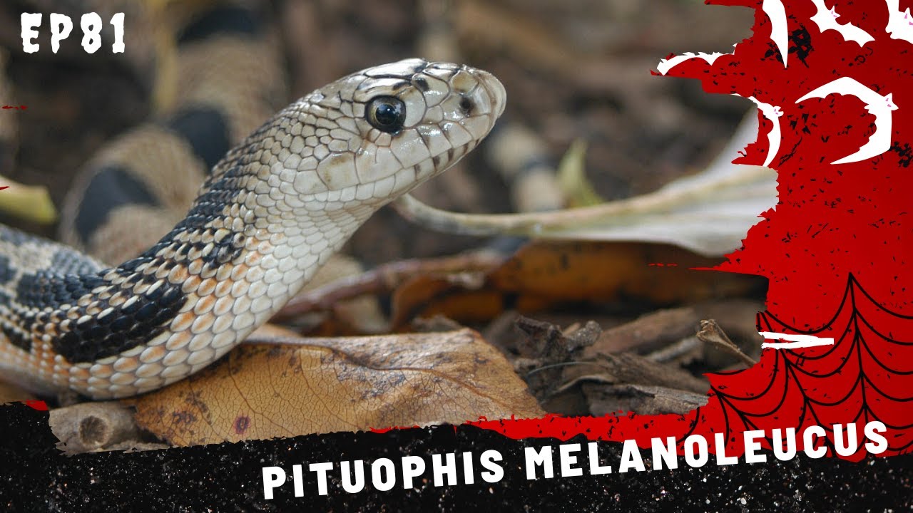 Episode 81: Description about Pituophis melanoleucus snake essay - YouTube