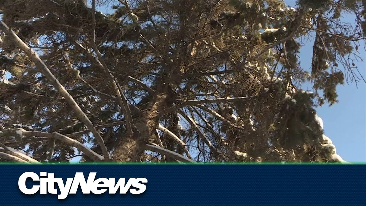 Illegally chopped Christmas trees leads to fine, possible jailtime ...