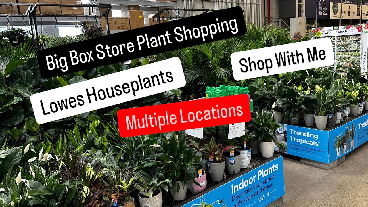 Big Box Store Plant Shopping Lowe's Spring Plant Finds 2025 Multiple ...