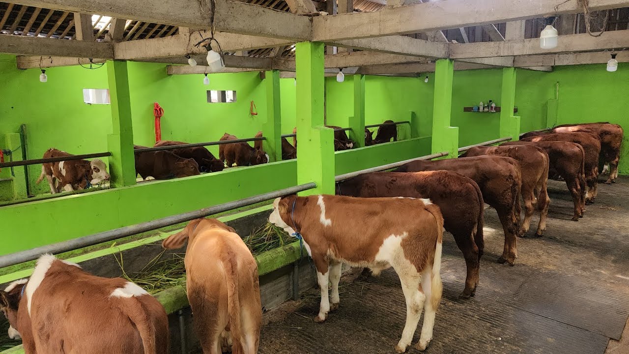 Bibitan sapi limosin&simental bagus ,harga merakyat wa:08562513748 ...