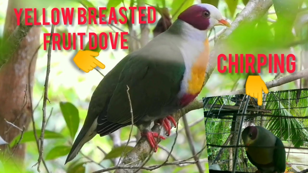 The unique bird i've ever seen | 7 colors ☝️ - YouTube