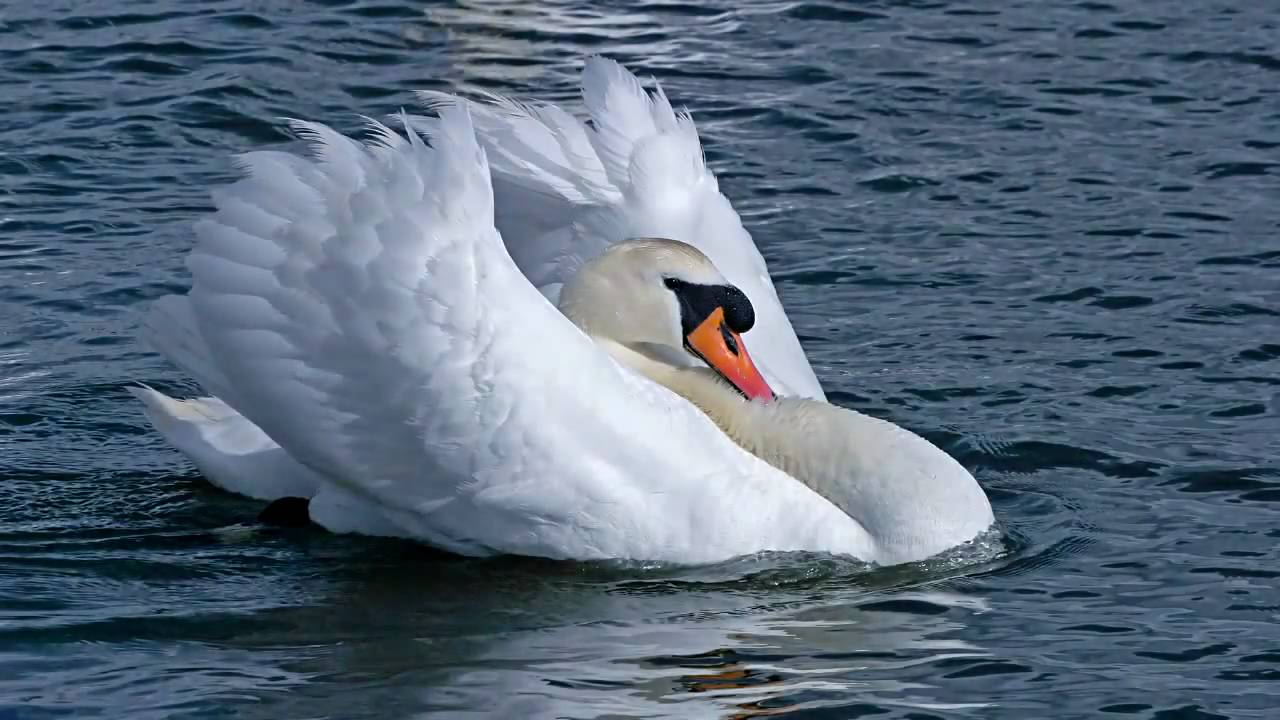 The Life of Swans - YouTube