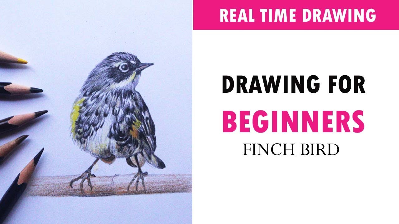 Drawing a Finch Bird | How to draw a bird in color pencils | Real time ...