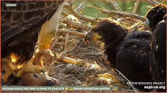 Decorah Eagles ~ Rick Black Filming ~ "Dad Delivering Rabbit" ~ May 10 ...