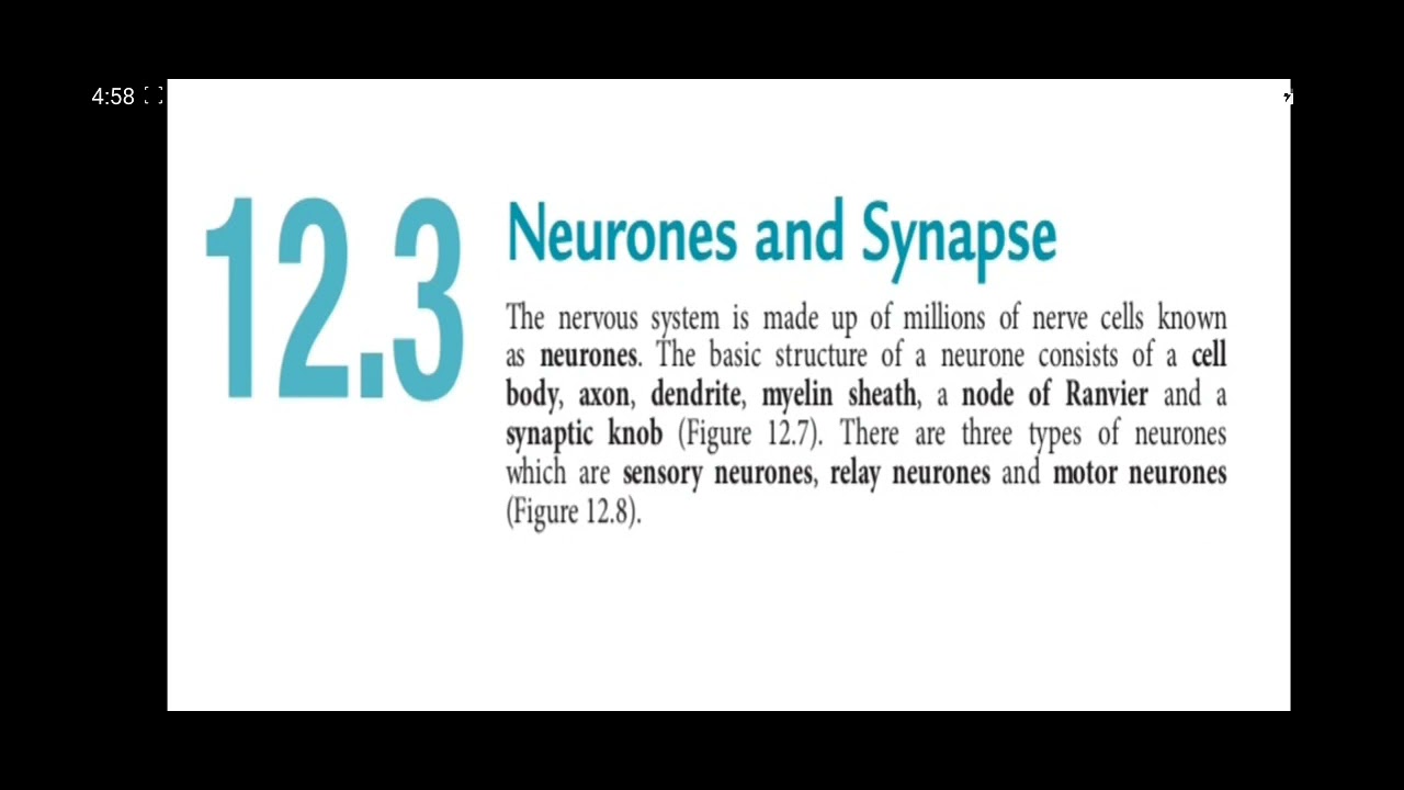 Biology Form 4- Chapter 12| 12.3 Neurones And Synapses - YouTube