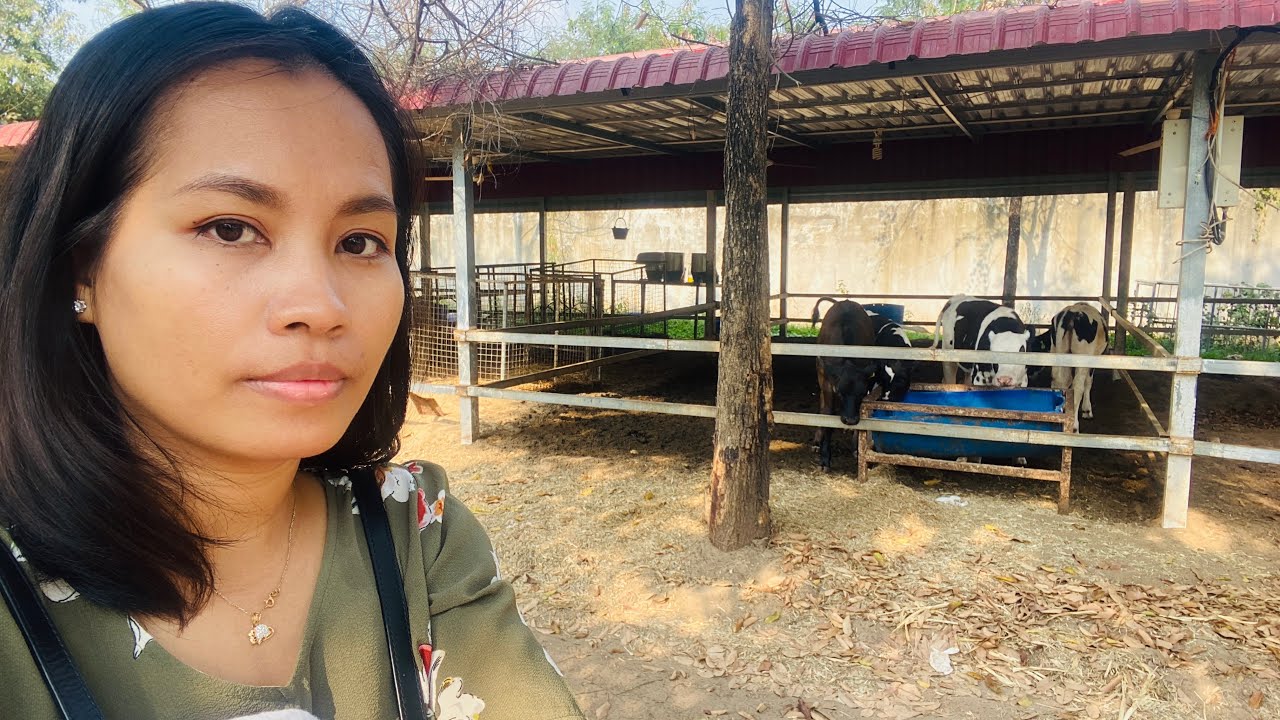 កសិដ្ឋានចិញ្ចឹមគោយកទឹកដោះ# Moo Moo Farms in Cambodia - YouTube