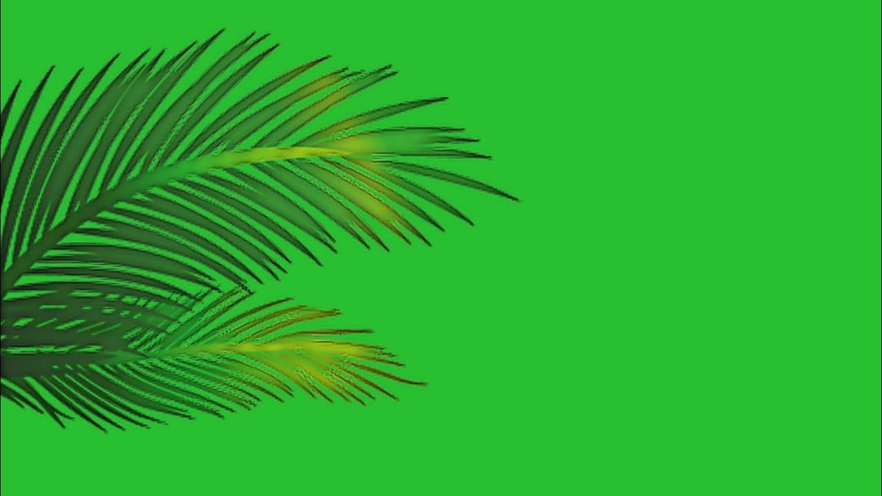 leaf green screen video | leaves green screen video download | tropical ...
