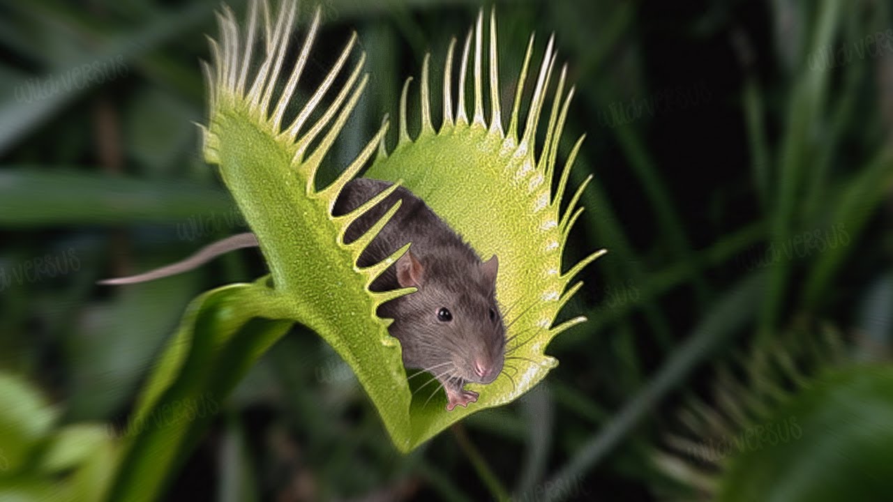 Carnivorous Plants Eating Mouse