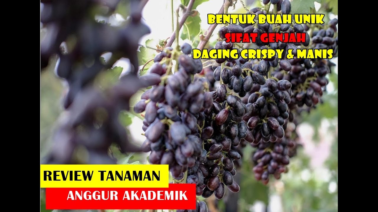 ANGGUR AKADEMIK !!! CEPAT BERBUAH DENGAN BENTUK BUAH UNIK & CITARASA ...