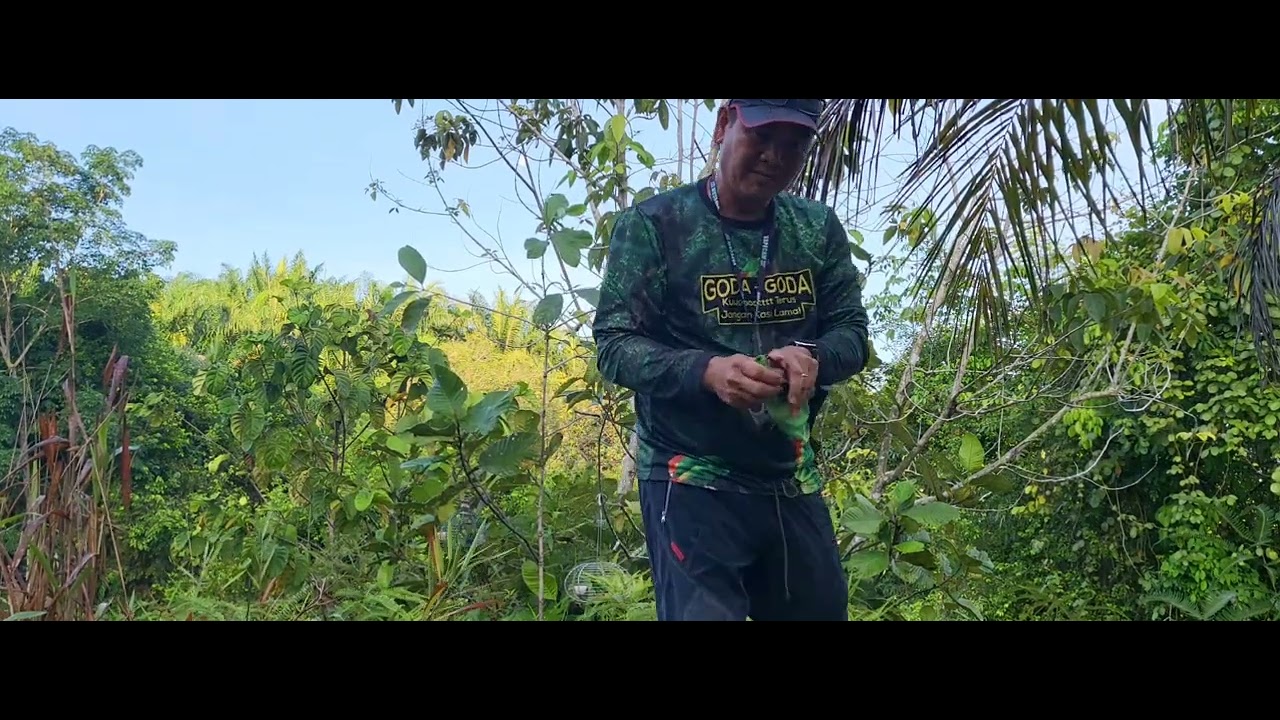 Memikat Serindit Pot Kawan Di Lumadan Beaufort## - YouTube