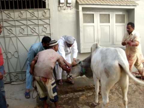 Dastagir Bull, The Most Dangerous Bull EVER!!! - YouTube