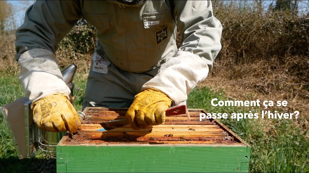 Perséides - Quand une ruche n'a pas été ouverte depuis 5 ans... la ...