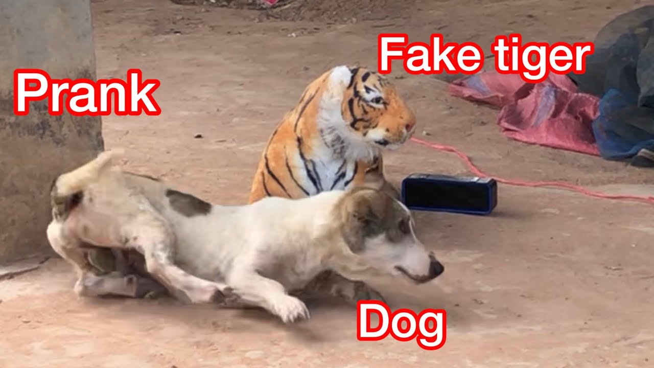 Fake tiger prank dogs i can’t stop laugh 😂 very funny 😆. - YouTube