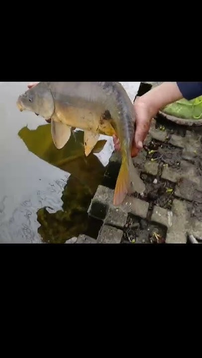 pêche des carpe pour le plaisir ma seule philosophie #carpe #fishing #carp #carpfishing #fish # ...