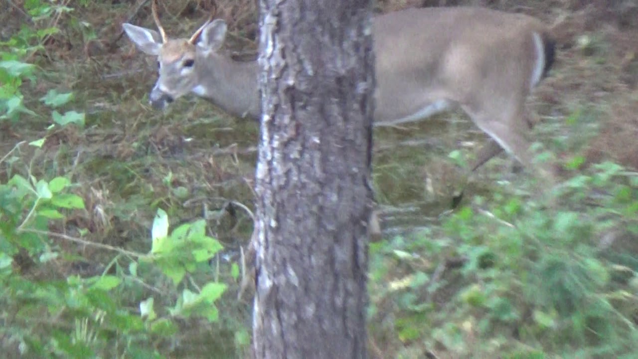 spike buck sneaking by - YouTube