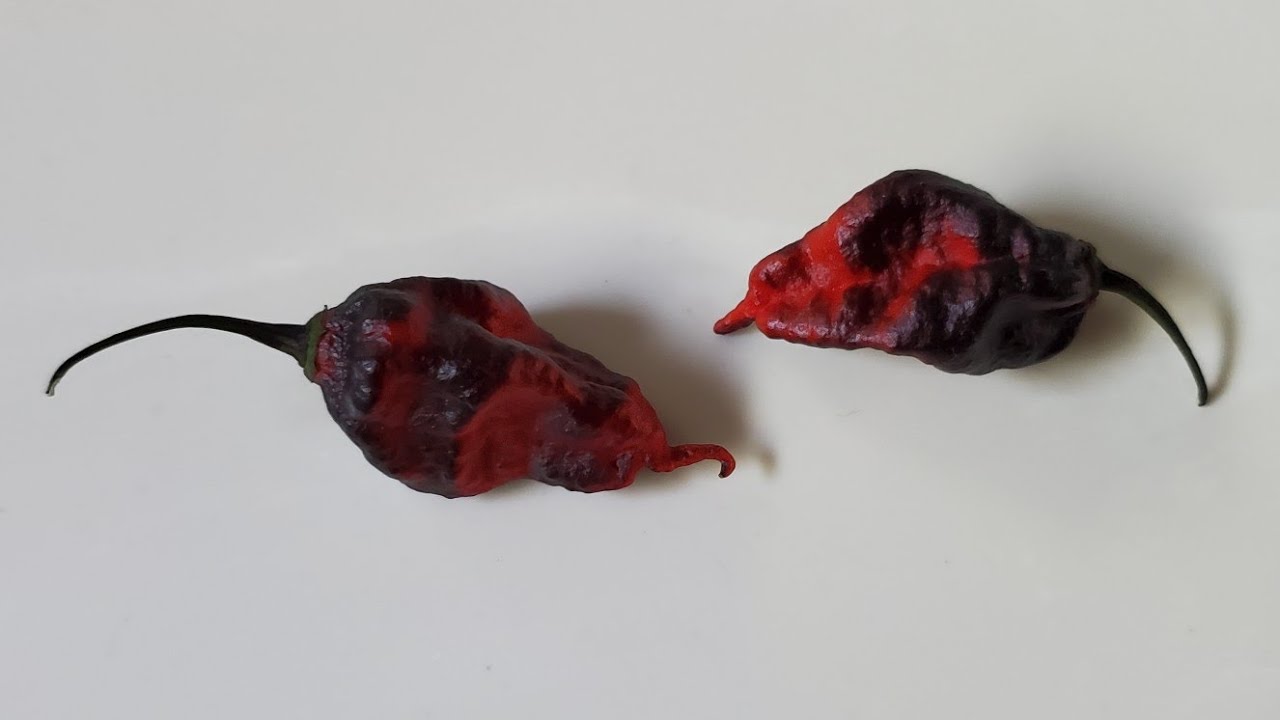 Naga Tiger DD x2.. gorgeous variety with a surprising flavor profile ...