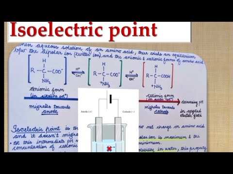 Isoelectric point of Amino acids - YouTube