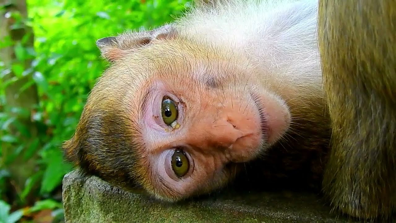 Deeply scare and cry loudly for help, Poor monkey Pixie monkey got ...