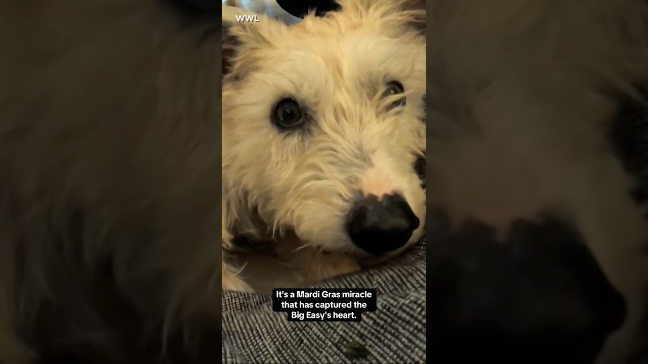 Rescue dog Scrim found safe again after going missing for months # ...