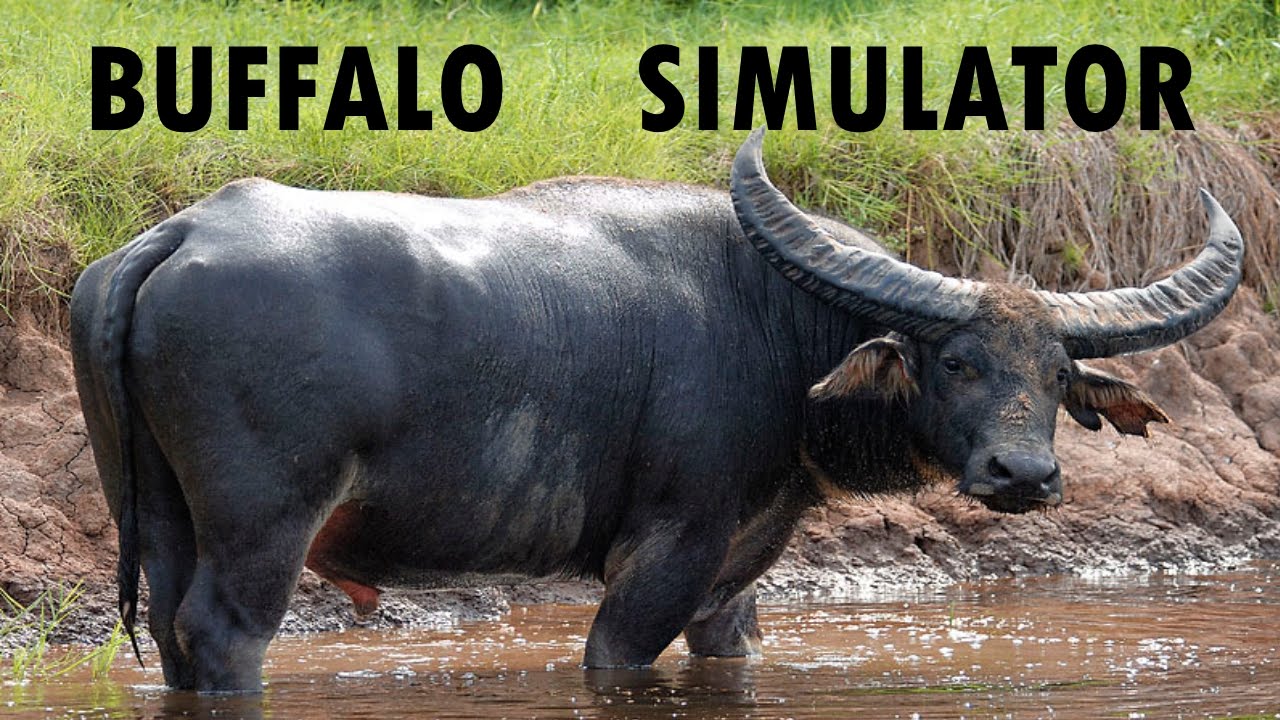 Buffalo Simulator! [Free Download] - YouTube