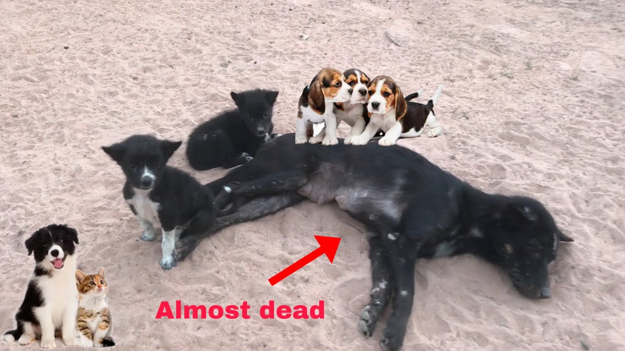 The mother dog is almost dead because of no food 3-5 days, dog rescue ...
