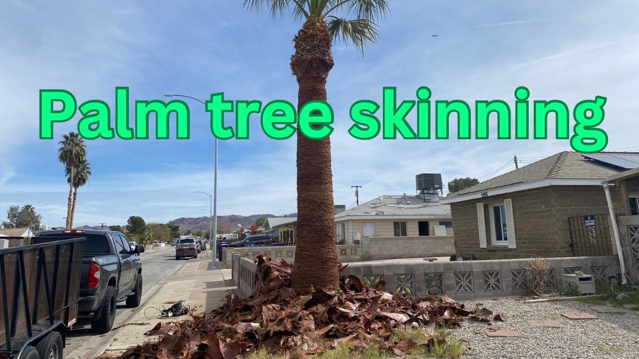 Skinning a palm tree (& the tools you'll need) - YouTube