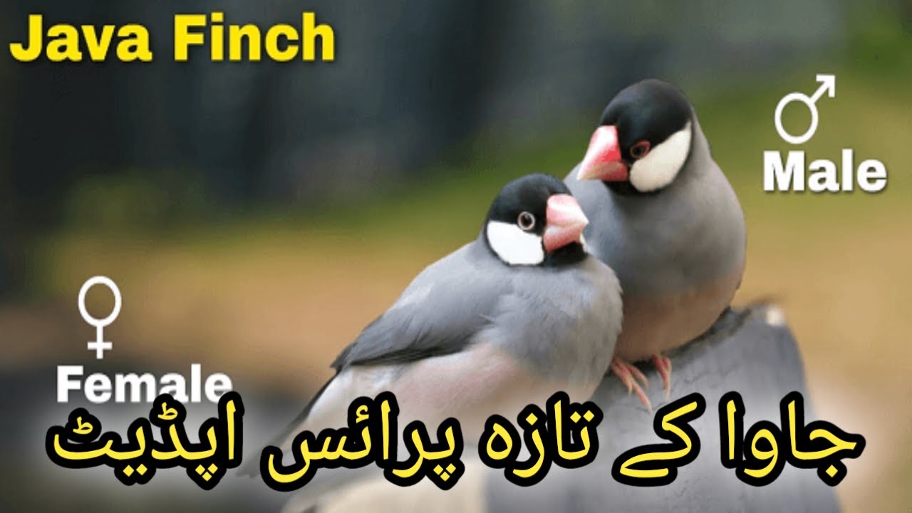 Java sparrow January New Price List alert l Java birds new price update l V No 328 Sur Birds ...