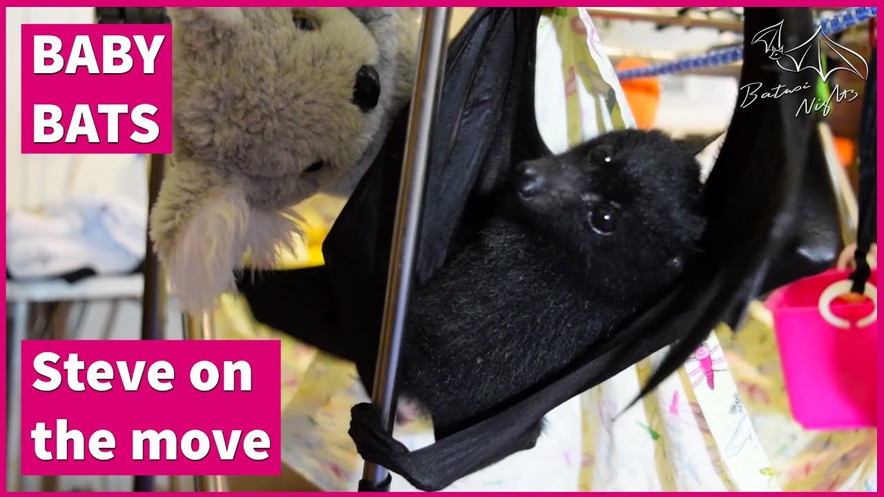 Baby bat recovering from brain injury [Steve Day 63] - YouTube