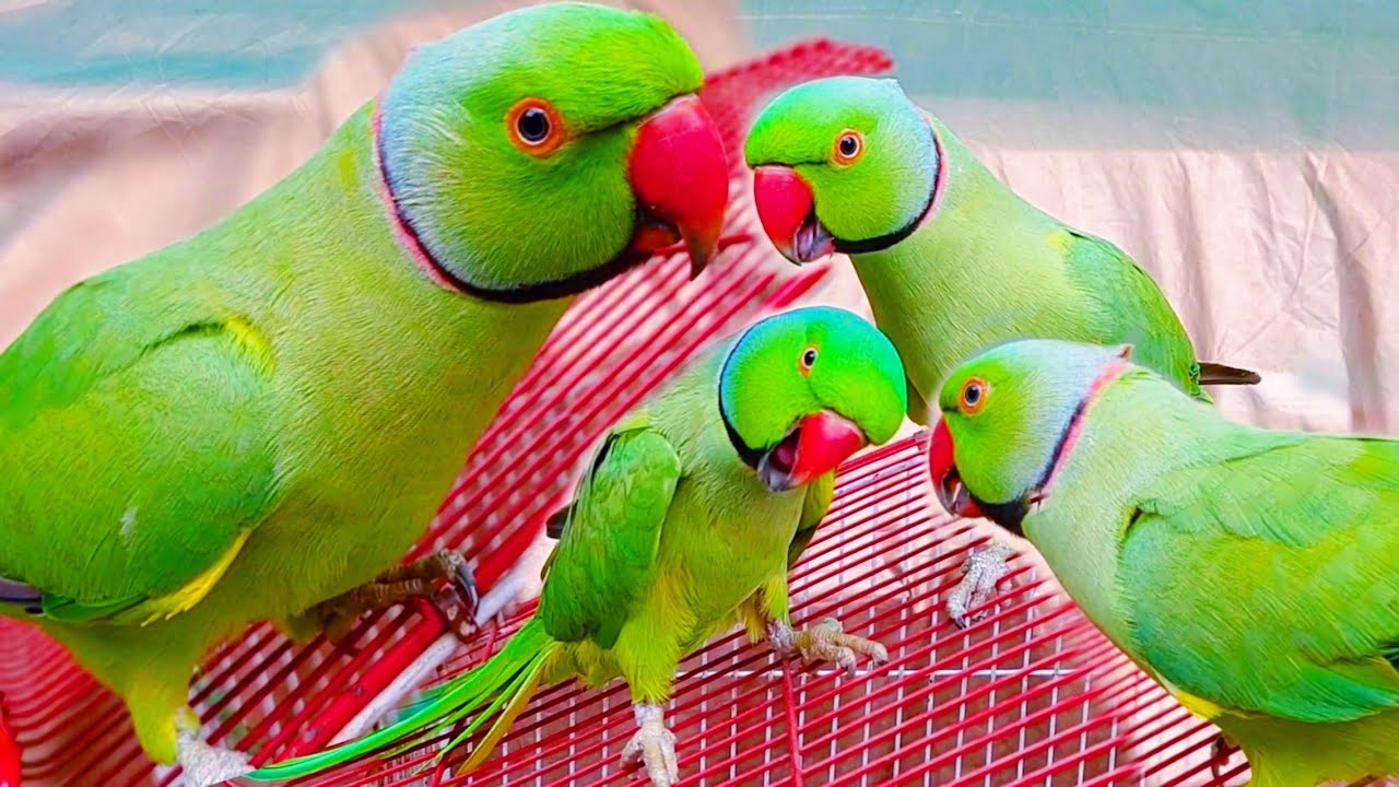 The Natural Beauty🌶 of Mithu Mithu🎊 A Story of ️Cute Parrots Talking🥀 ...