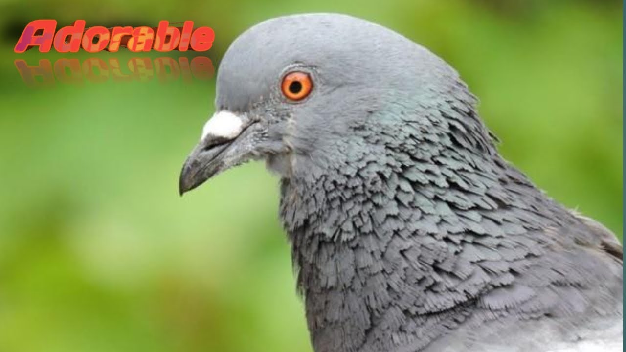 Adorable pigeons moment, Nature and wildlife birds, 🕊️🕊️ # ...