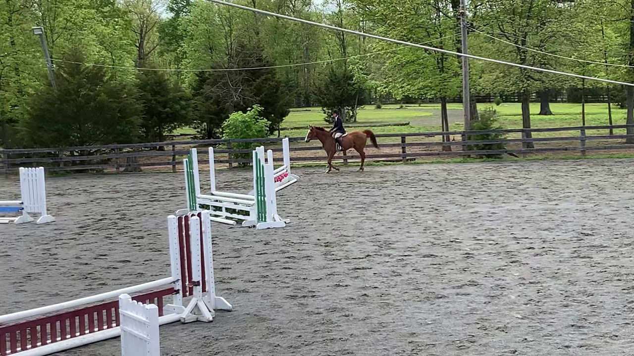 Novice horse hunter course 2 - YouTube