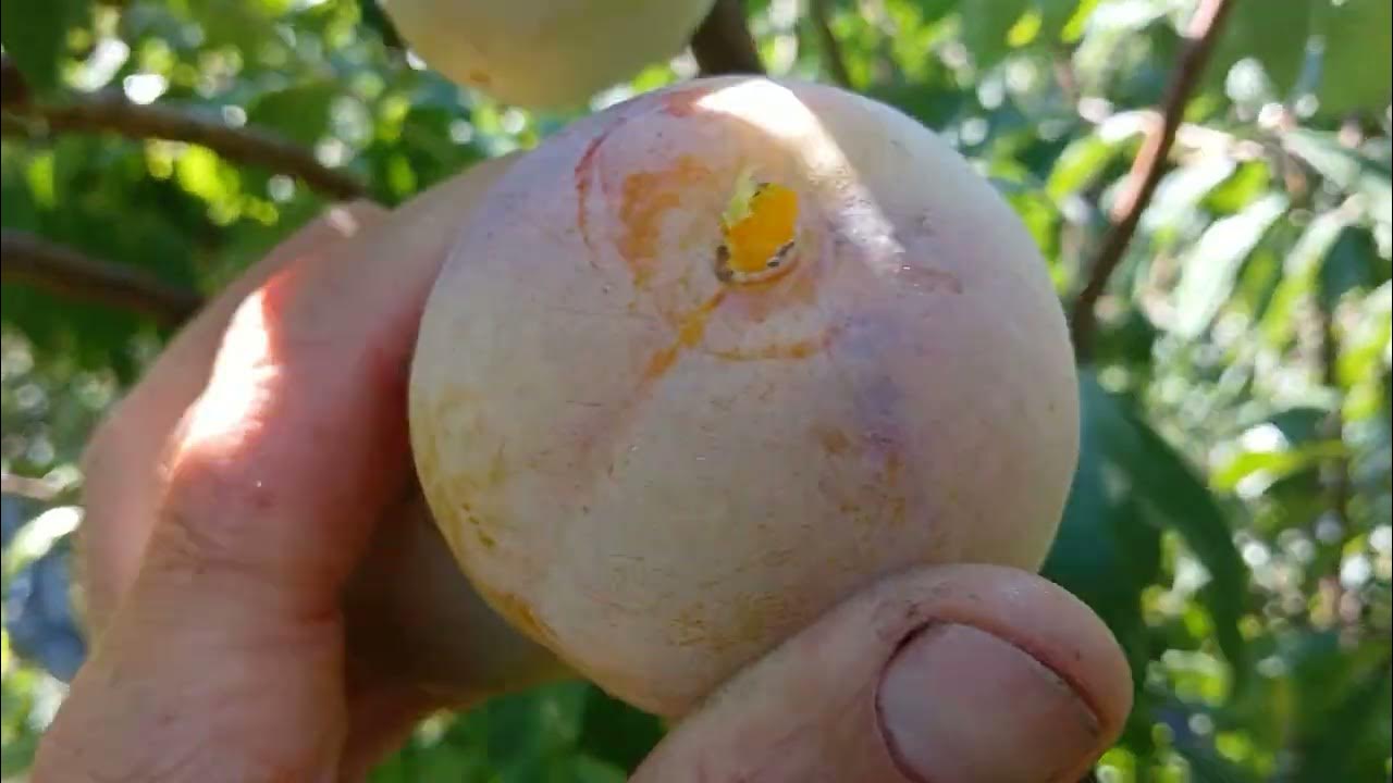 Диплоїдна слива БАЙРОН ГОЛД. - YouTube