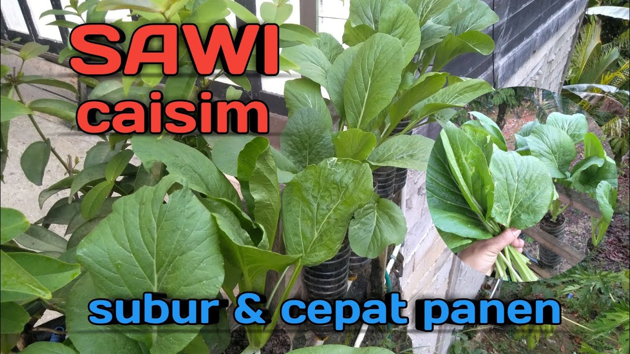 Cara menanam sawi di botol bekas tumbuh subur, dari biji sampai panen ...