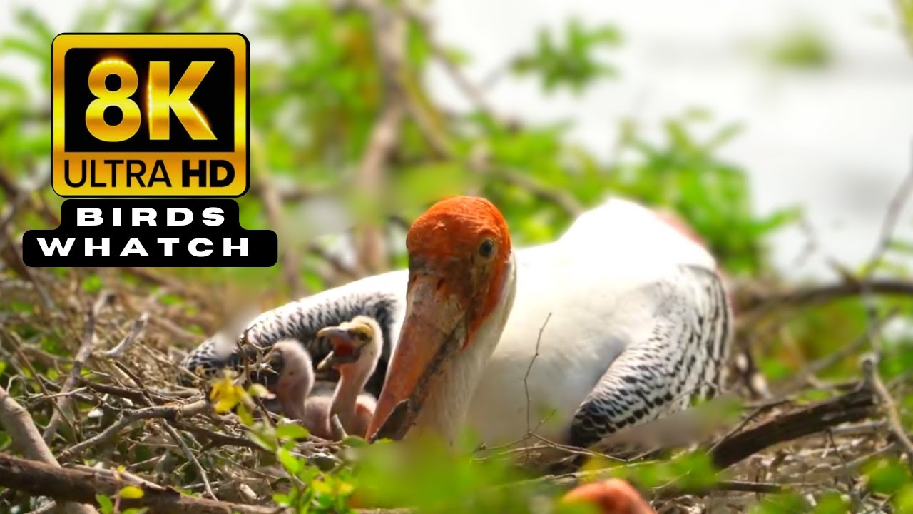 8K Bird Watching | Different Types of Beautiful Birds in Ultra HD - YouTube