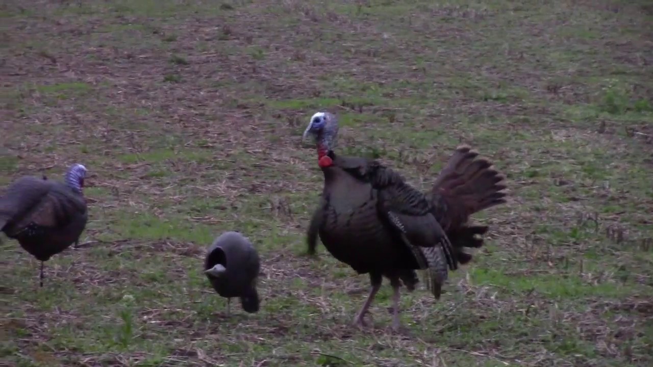 Wisconsin Spring Turkey Hunt: Tristan Smokes a Frisky Tom - YouTube
