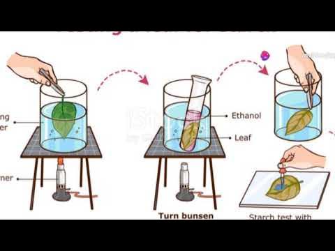 Life Processes Class 10 Animated Video | Activity 5.2 | Class-10 ...