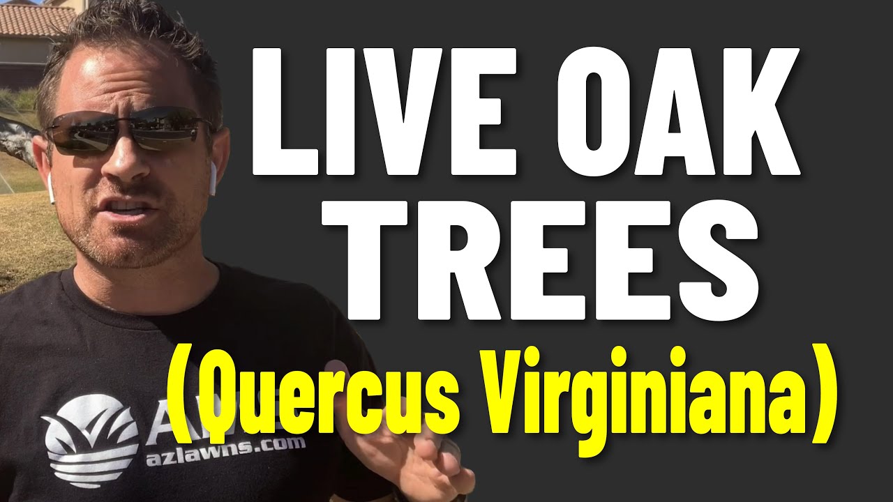 Live Oak Trees Are Great Shade Trees With Little Shedding - YouTube